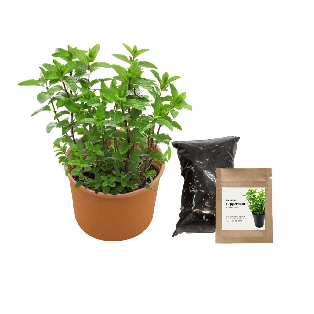 Paper Cup Herb Grow Kit - Sprout lab