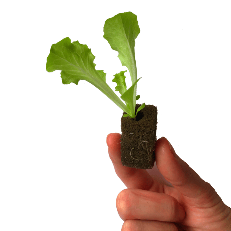 Oasis Horticubes | Hydroponics Gardening